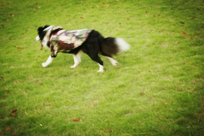 K08 Winter Grote Hond Pet katoenen Kleding Camoufl... – Vicedeal