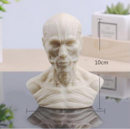 10cm Human muscle head mannequin carving, still li... – Grandado