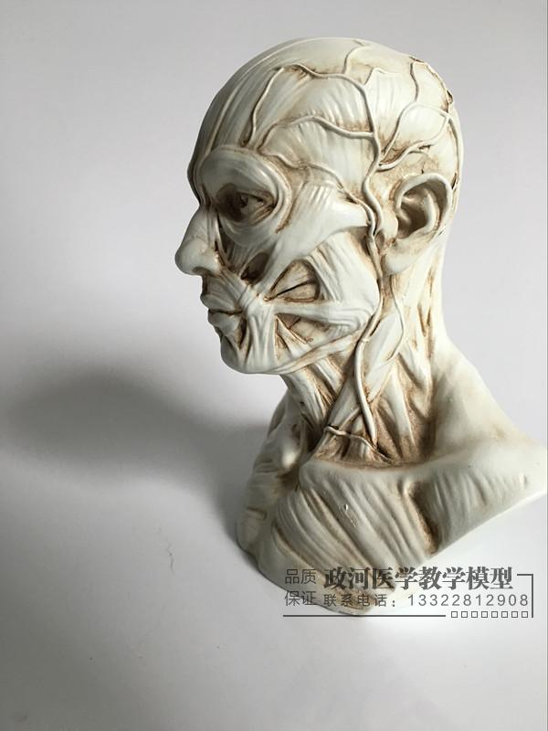 Art Schets Human Spier Skelet Hoofd Schedel Model ... – Vicedeal