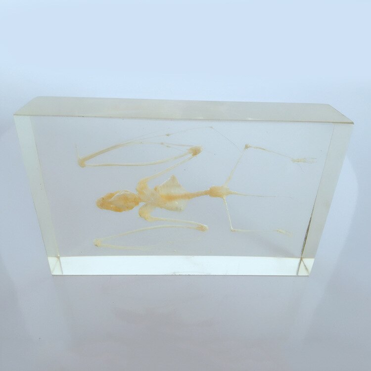 Real Bat Skeleton Embedded Specimen Dieren Skelet ... – Grandado