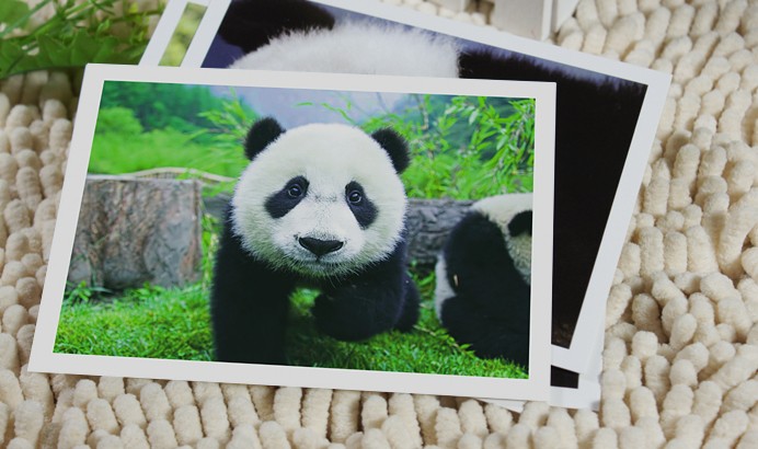 Panda Chinese Postkaart Dier Mooie Wereld 6 Elk Pa... – Grandado