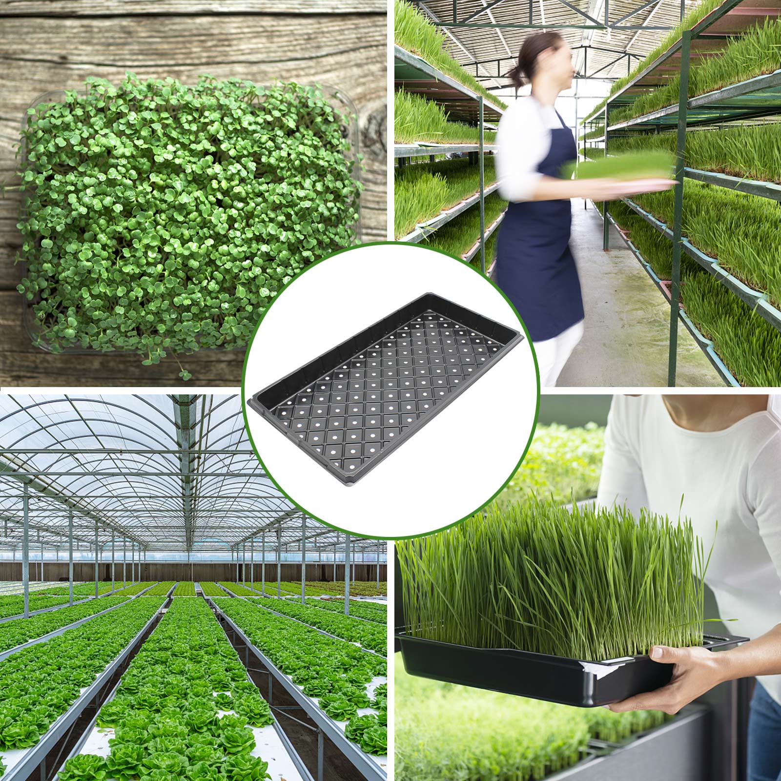 6pcs Plastic Plant Growing Trays Seed Tray Seedlin... – Grandado