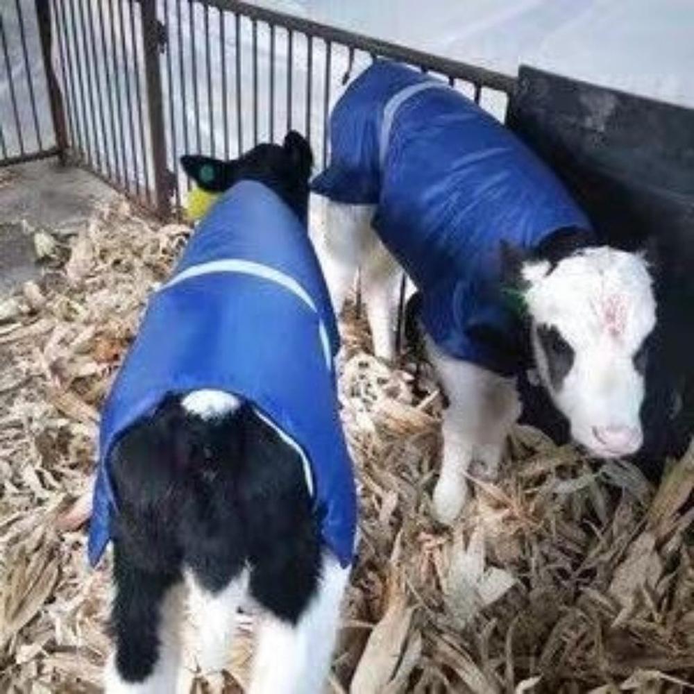 1PCS Cow Calf Warm Coat Vest Jacket In Winter Thic... – Grandado