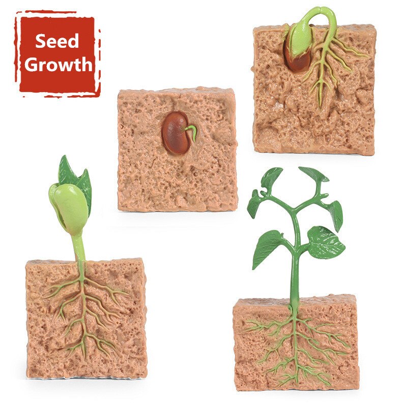 Kids Green Bean Plant Growth Cycle Model Science E... – Vicedeal