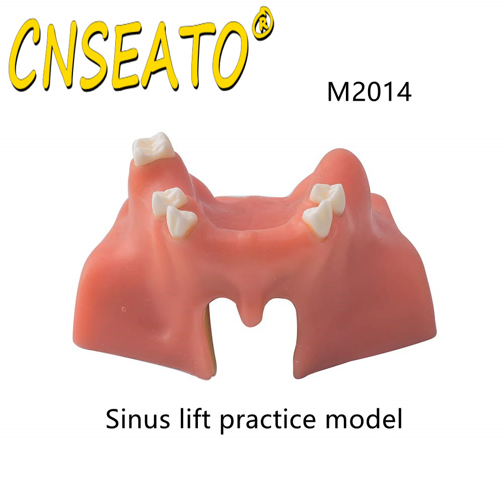 Dental Model Sinus Lift Practice Teaching Teeth Mo... – Grandado