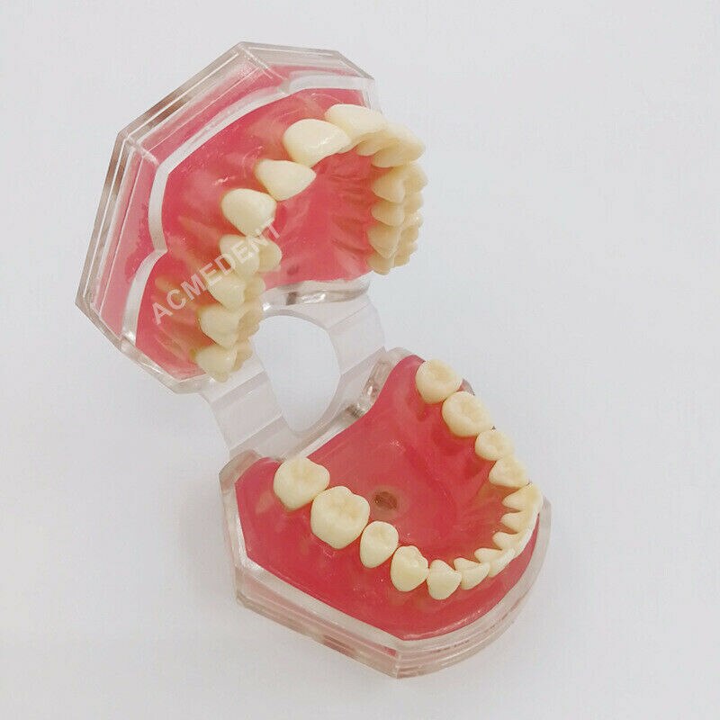 Dental Teahing Study Model Typodont Study Model St... – Grandado