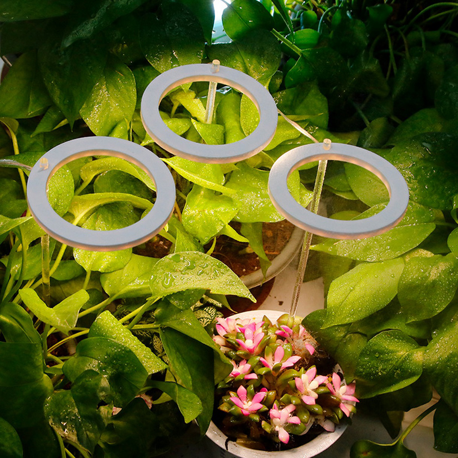 Angel Ring Grow Light Phytolamp For Plants Led Lig... – Grandado