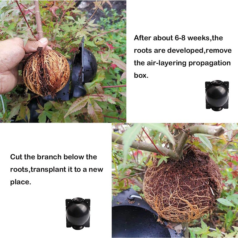 5pcs Plant Rooting Ball Grafting Rooting Growing B... – Grandado