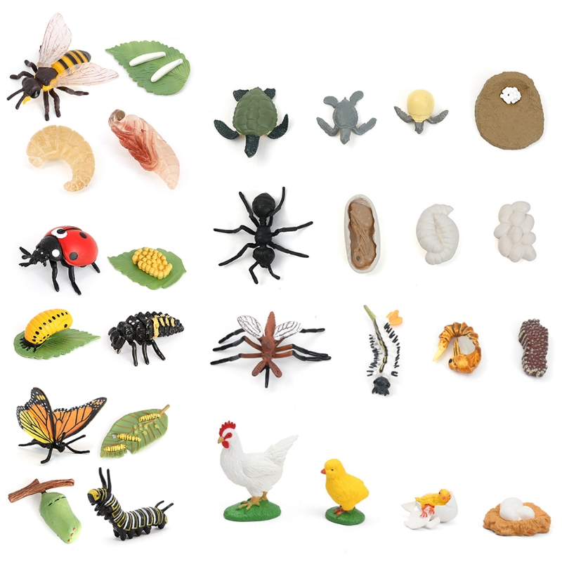 Animal Growth Stage Model Educational Toy Cognitiv... – Grandado