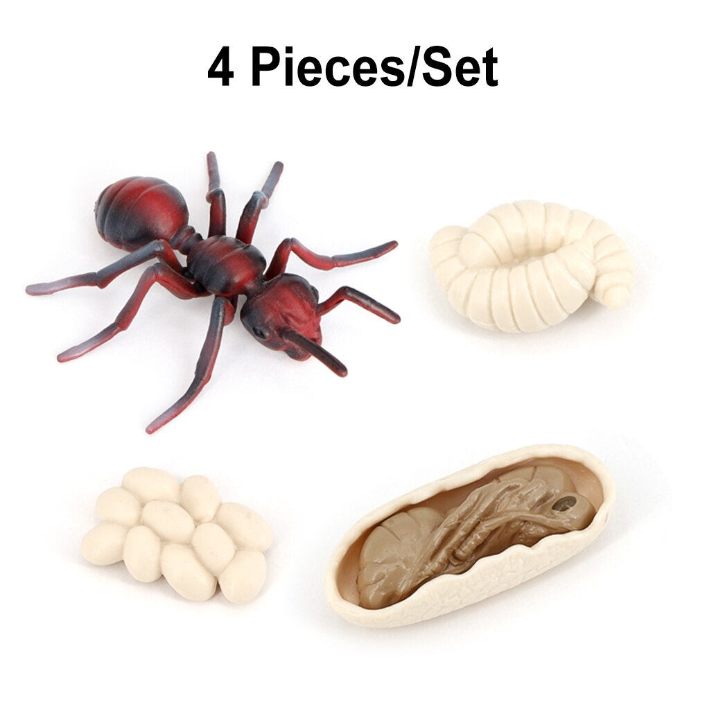 Ant Life Cycle Kit Realistic Exquisite Simulation ... – Grandado