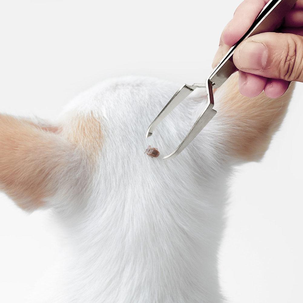 Pet Tick Removal Tool Stainless Steel Tick Hook To... – Grandado