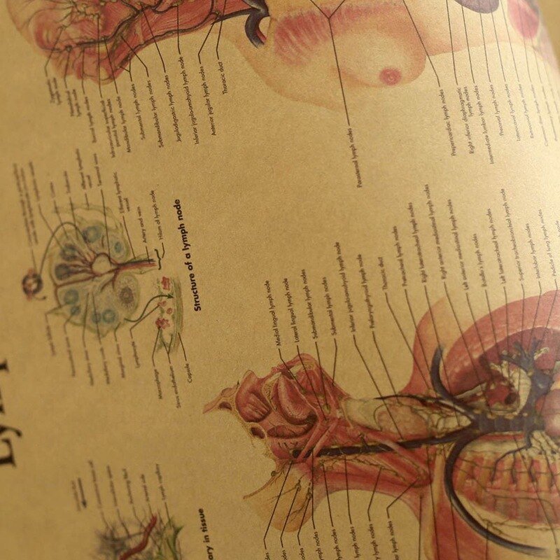 The Skeleton Of The Body Structure Lymphatic Syste... – Grandado
