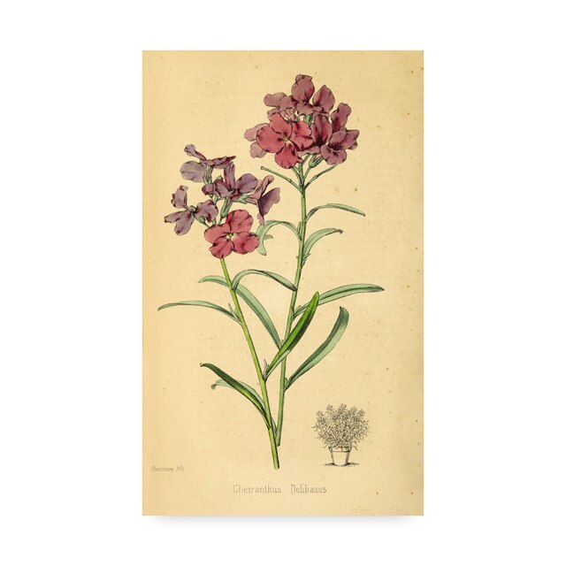 Antique Botanical Flowers Art Posters and Prints V... – Grandado
