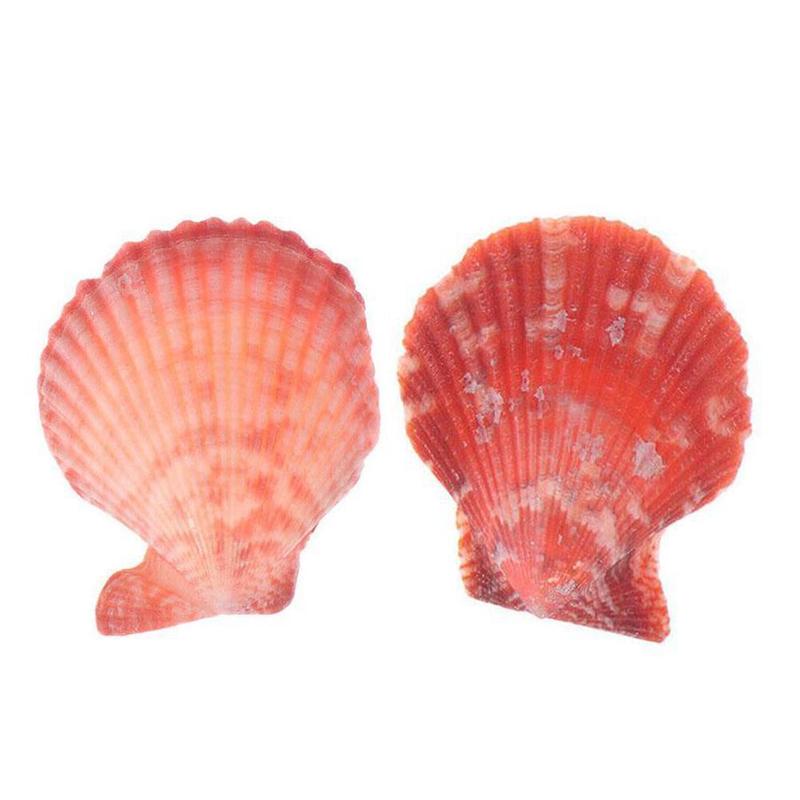 A Pair Colorful Natural Seashells Decorations Scal... – Grandado