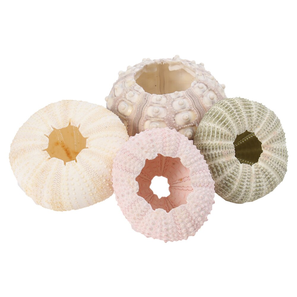 4Pcs Zee-egel Ornamenten Tillandsia Teelt Containe... – Grandado