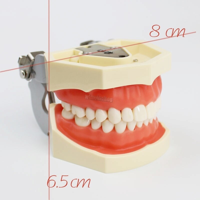 Dental Teaching Model Teeth model gum Standard Mod... – Vicedeal