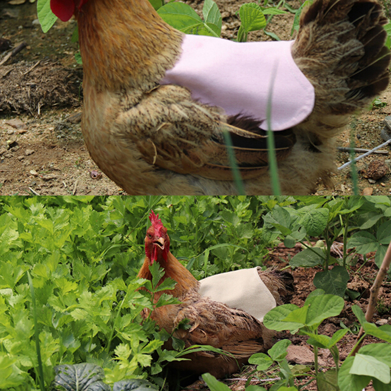 Adjustable Pet Clothes Chicken Duck Wings Back Pro... – Grandado