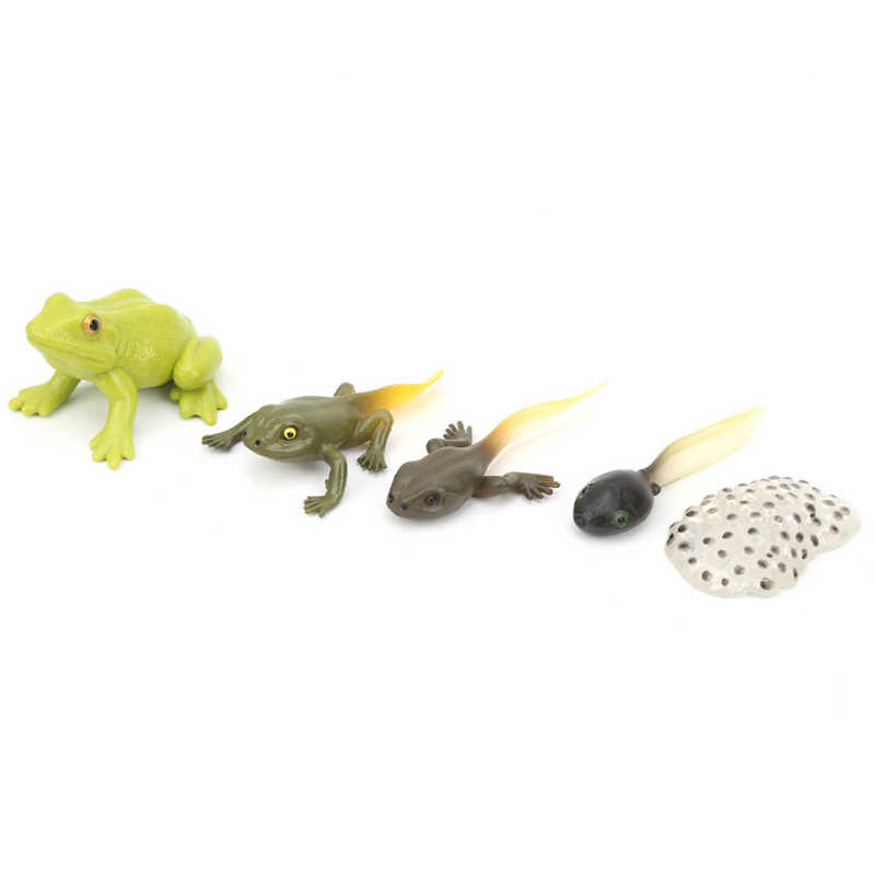 Biology Animals Growth Cycle Life Cycle Model Lear... – Grandado