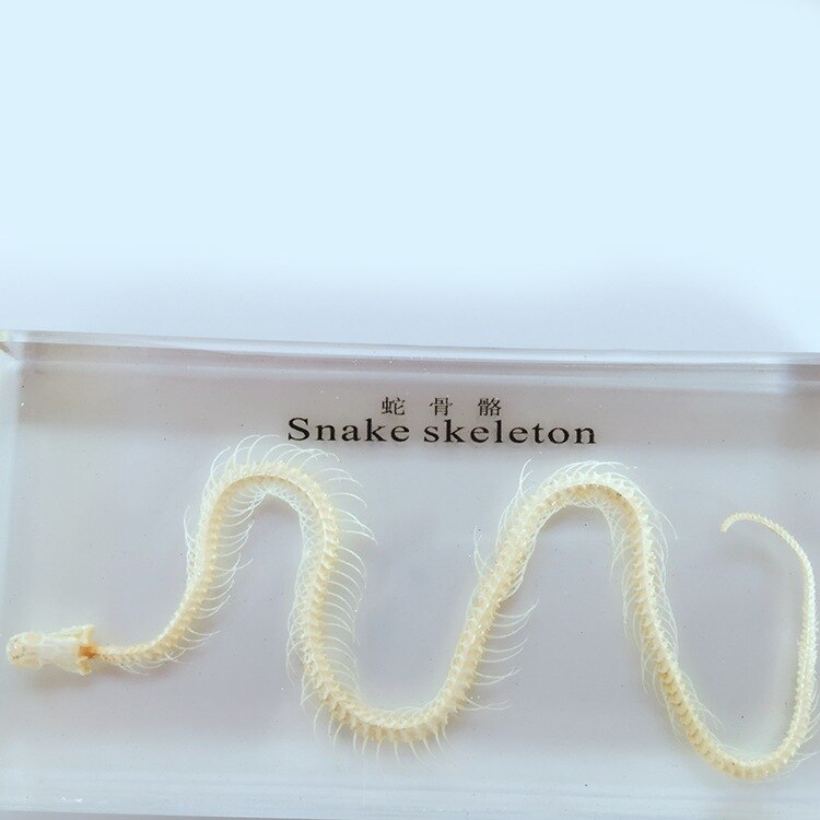 Real Snake Skeleton Specimen Teaching Amber Resin ... – Grandado