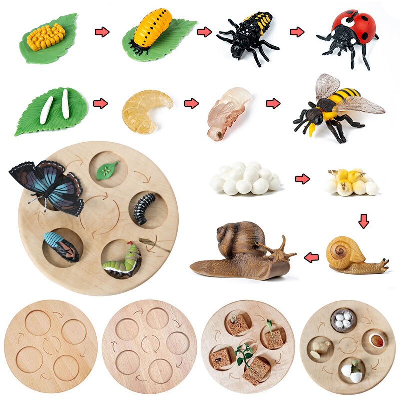 Montessori Animal Life Cycle Board Children Toys L... – Vicedeal