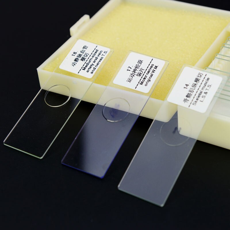 25pcs Prepared Glass Microscope Slides for Childre... – Grandado
