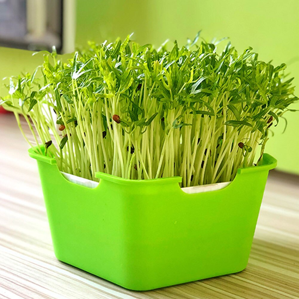 Pentagonal Bean Sprouts Growing Trays Plastic Spro... – Grandado