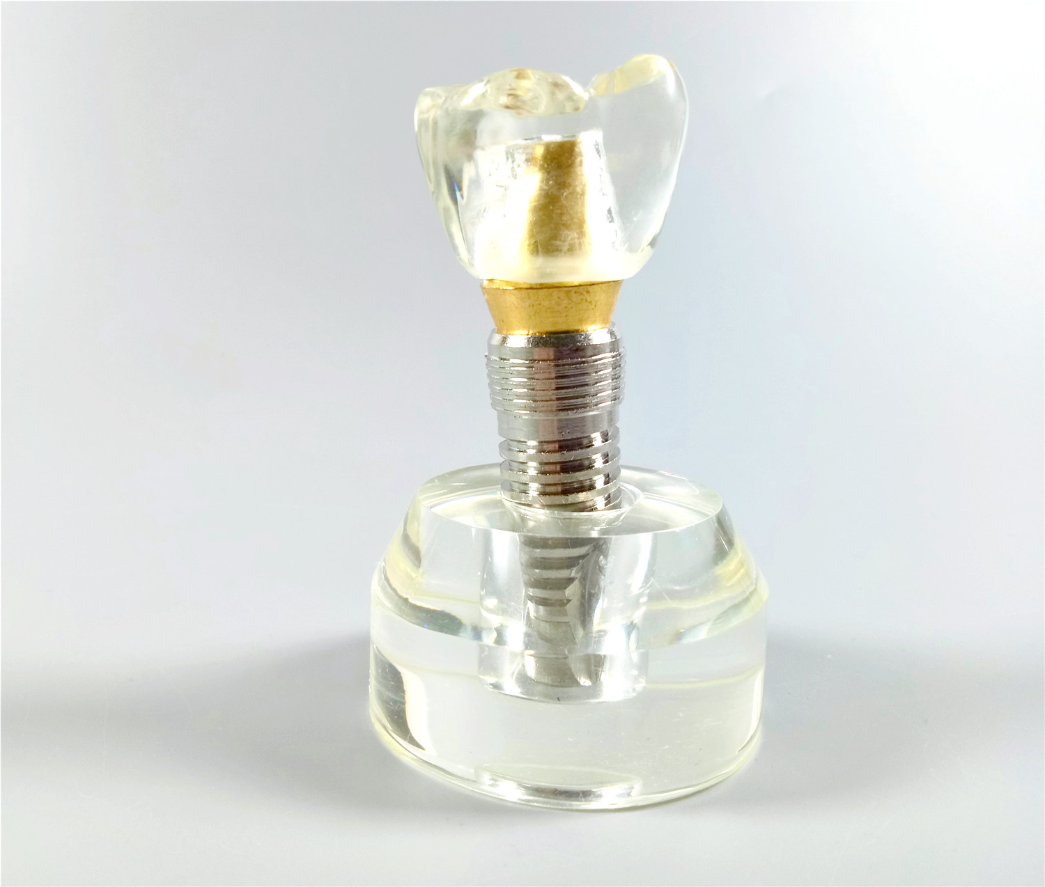 Dental Study Model Abutment Teeth Crown Teaching S... – Grandado