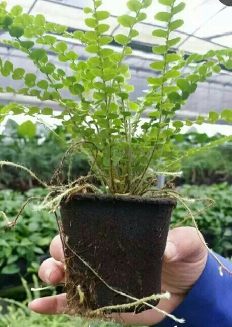 High seedling substrate vegetable flower cuttings ... – Grandado