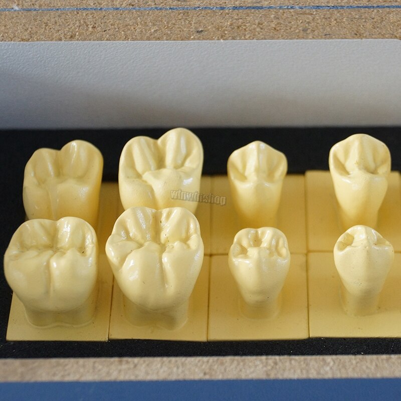 Dental model permanent tooth model with basic teet... – Vicedeal