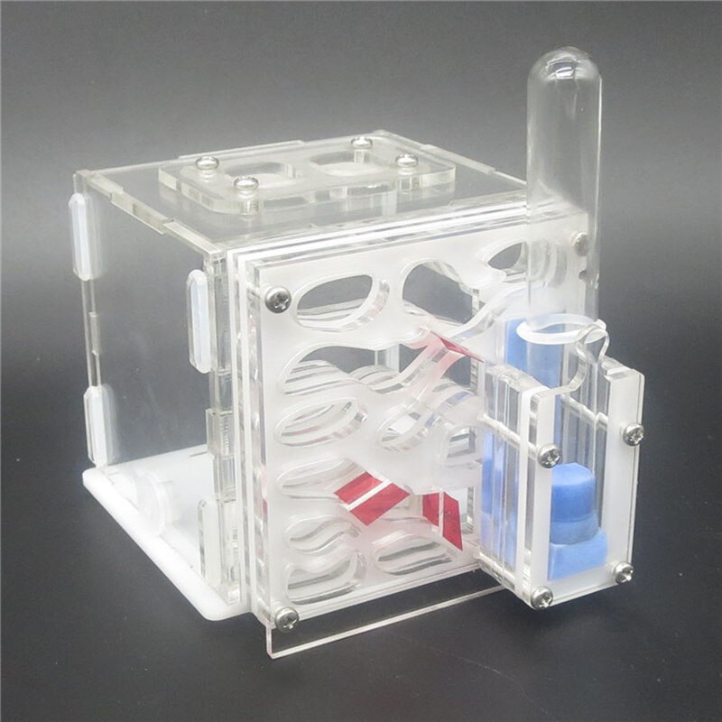 Green Ant Farm Acrylic Insect Box ant nest Ant acc... – Grandado