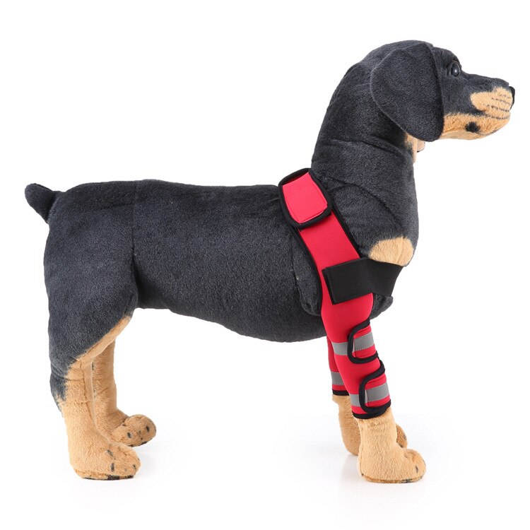 Hond Been Brace Benen Brace Hond Knie Spronggewric... – Grandado