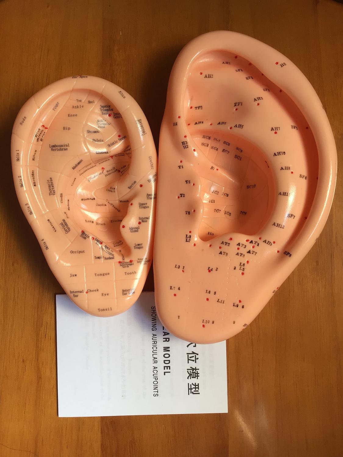 Ear Massage and Acupoints Model, 17cm Reflex Zone ... – Grandado