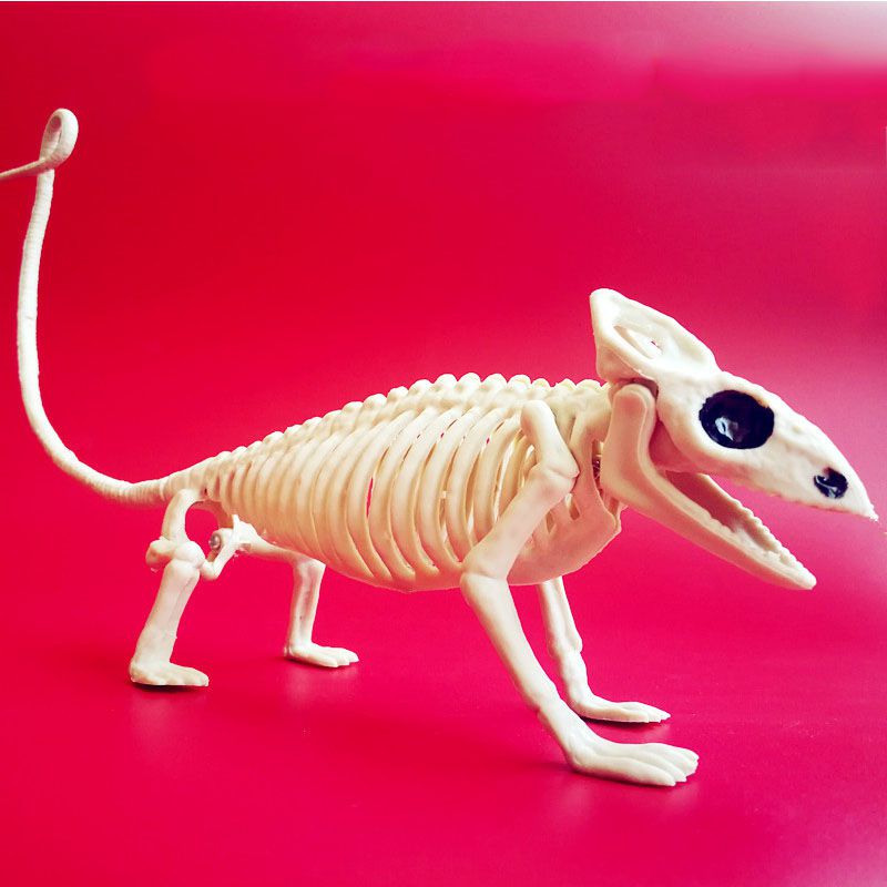 Animal Skeleton Model Bat/Spider/Scorpion/Lizard B... – Grandado