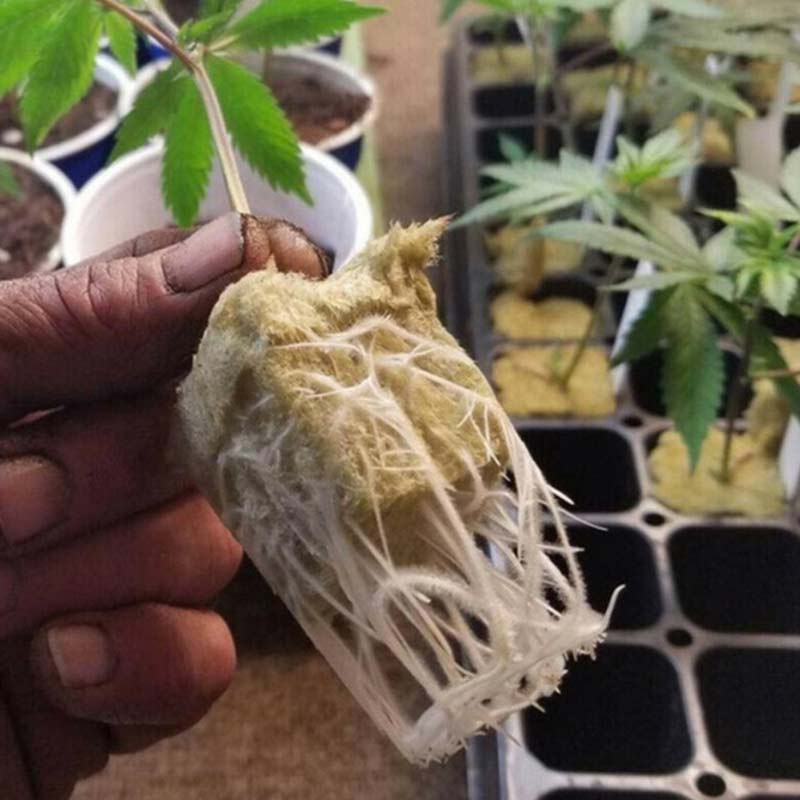 50/100pcs Rockwool Sheet Block Propagation Cloning... – Grandado