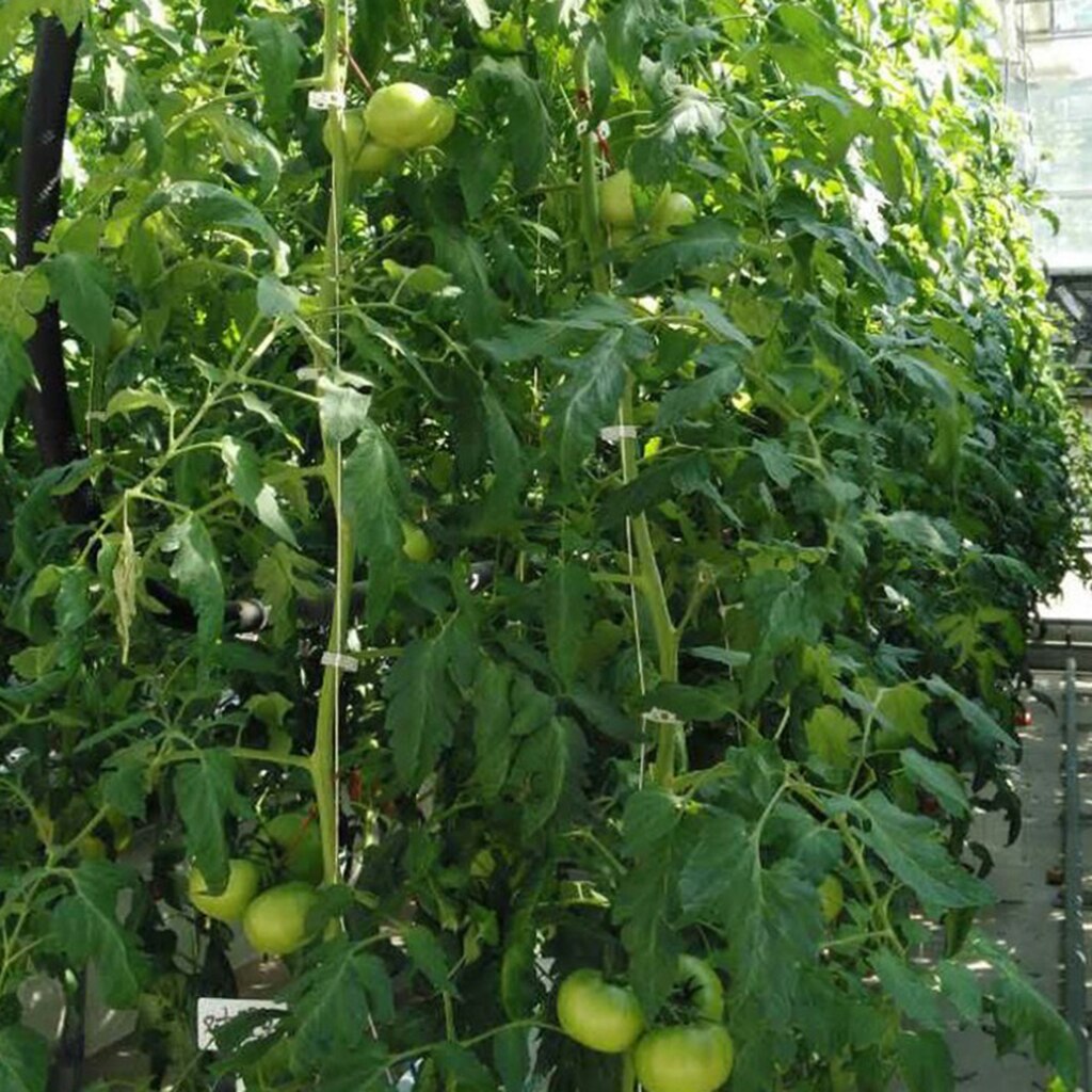 5x Garden Tomato Hooks Vegetable Support Clamps Pl... – Grandado