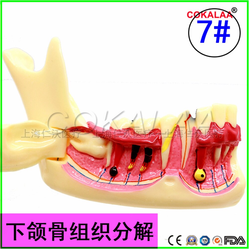 Good Mandibular tissue decomposition model dental ... – Vicedeal