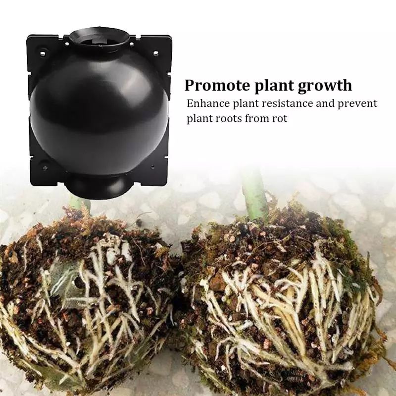 10Pcs Reusable Plant Root Growing Box Cutting Graf... – Grandado