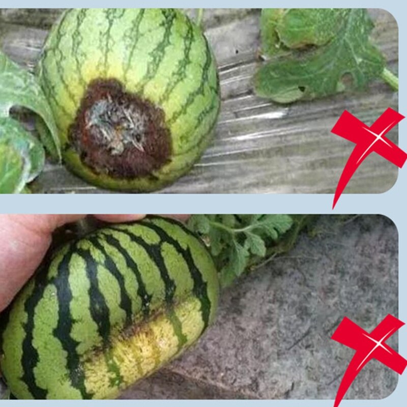 Watermelon Support Holder Melon Squash Cradles for... – Vicedeal