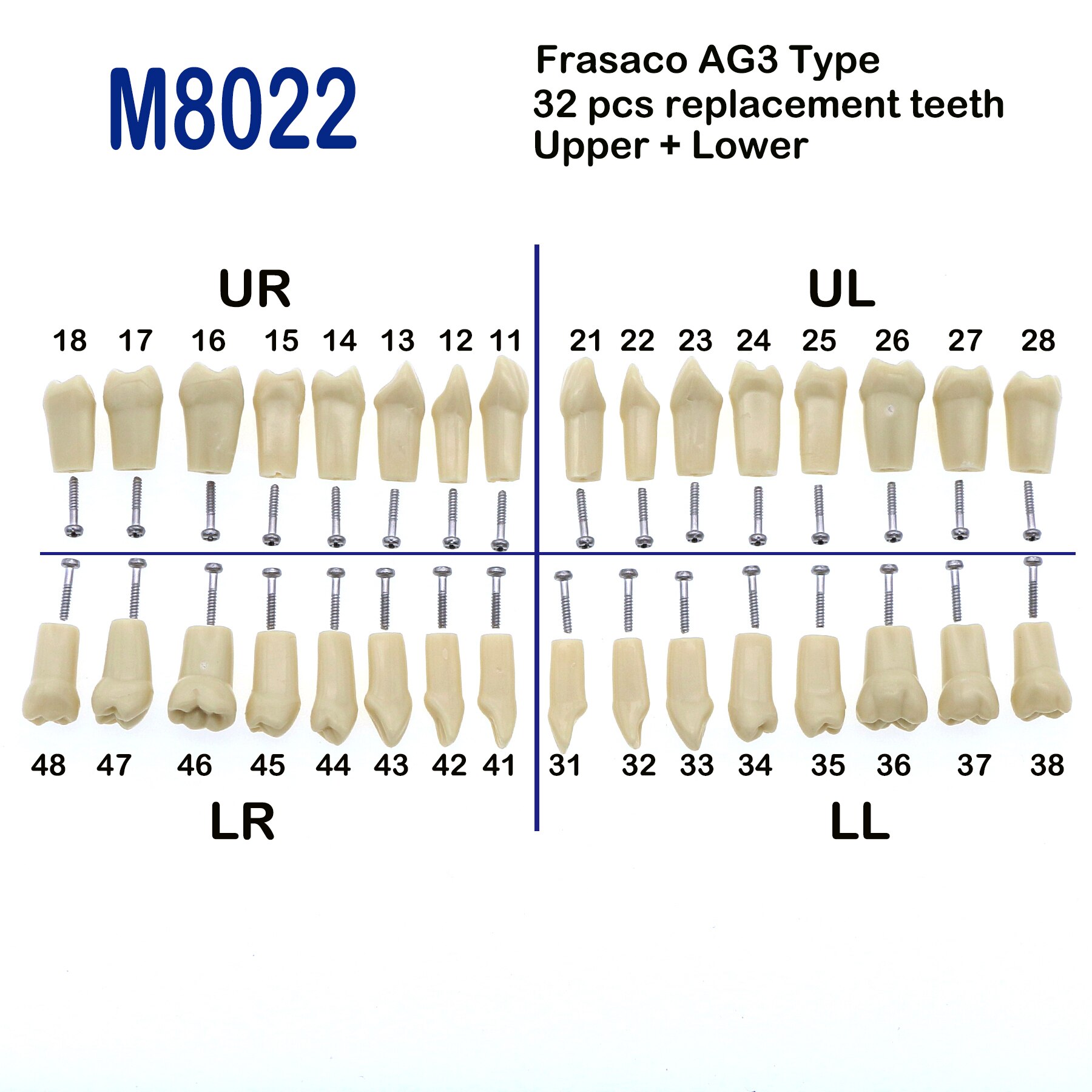 Frasaco AG-3 Type Dental 32Pcs Replacement Standar... – Vicedeal