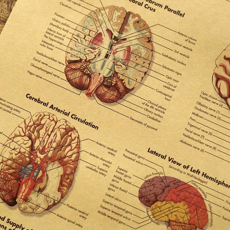 Human Body Illustration-Brain Kraft Paper Vintage ... – Vicedeal