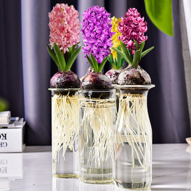 Handmade Hydroponic Glass Vase Special Bottle For ... – Grandado