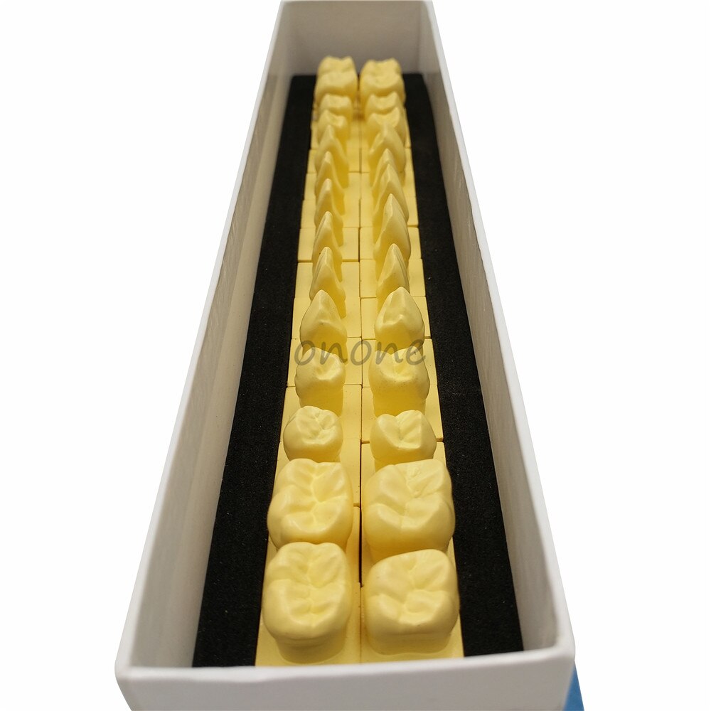 1:1 Permanent Teeth Model With Base Dental Tooth D... – Vicedeal