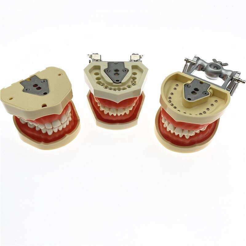 Dental Teaching Model Dental Model Dental phantom ... – Vicedeal
