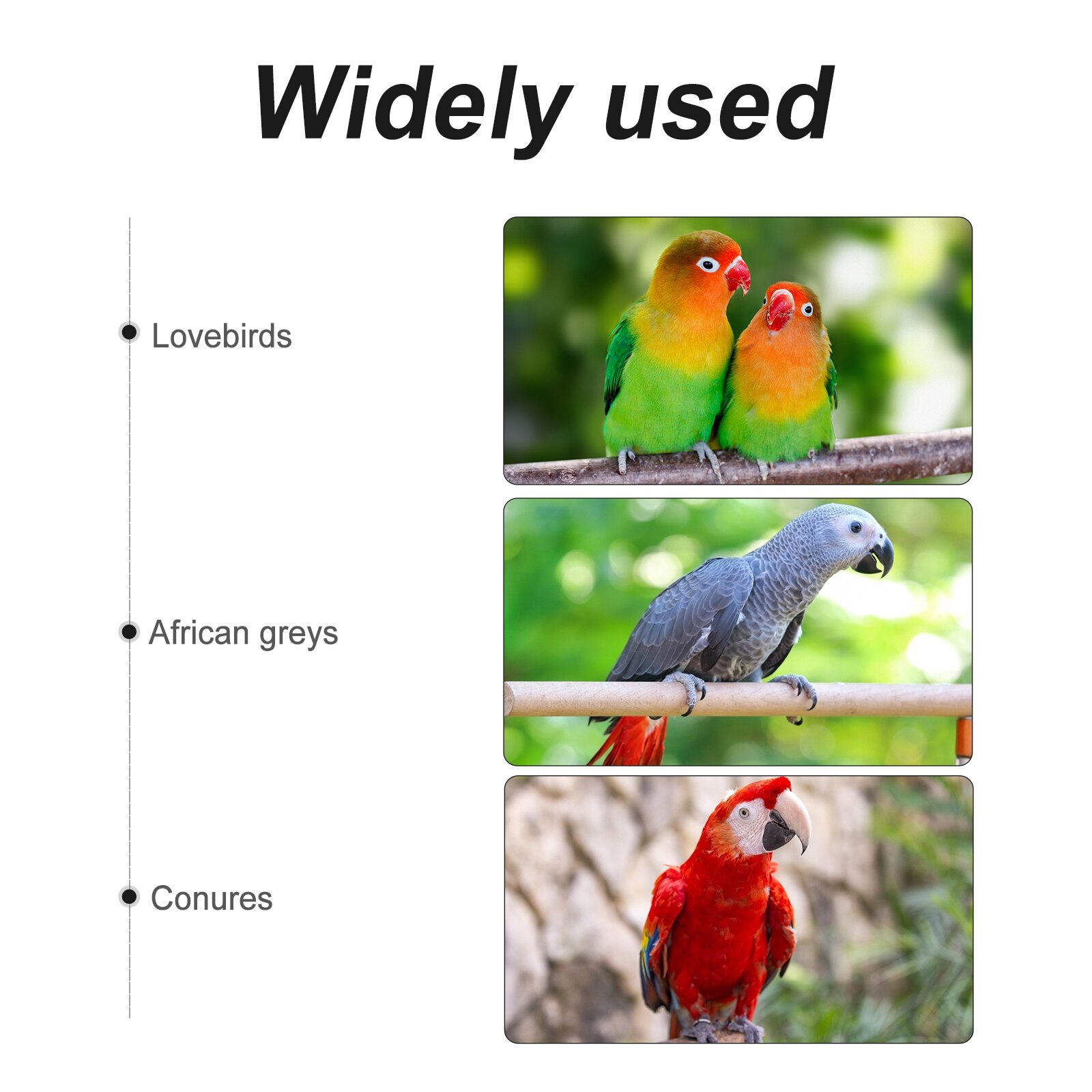 Metal Bell String for Parrot Cockatoo Parakeet Bir... – Grandado