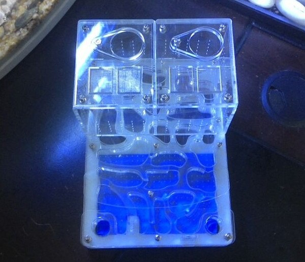 Ant Nest Transparent Ant Workshop For Kids Sientif... – Vicedeal
