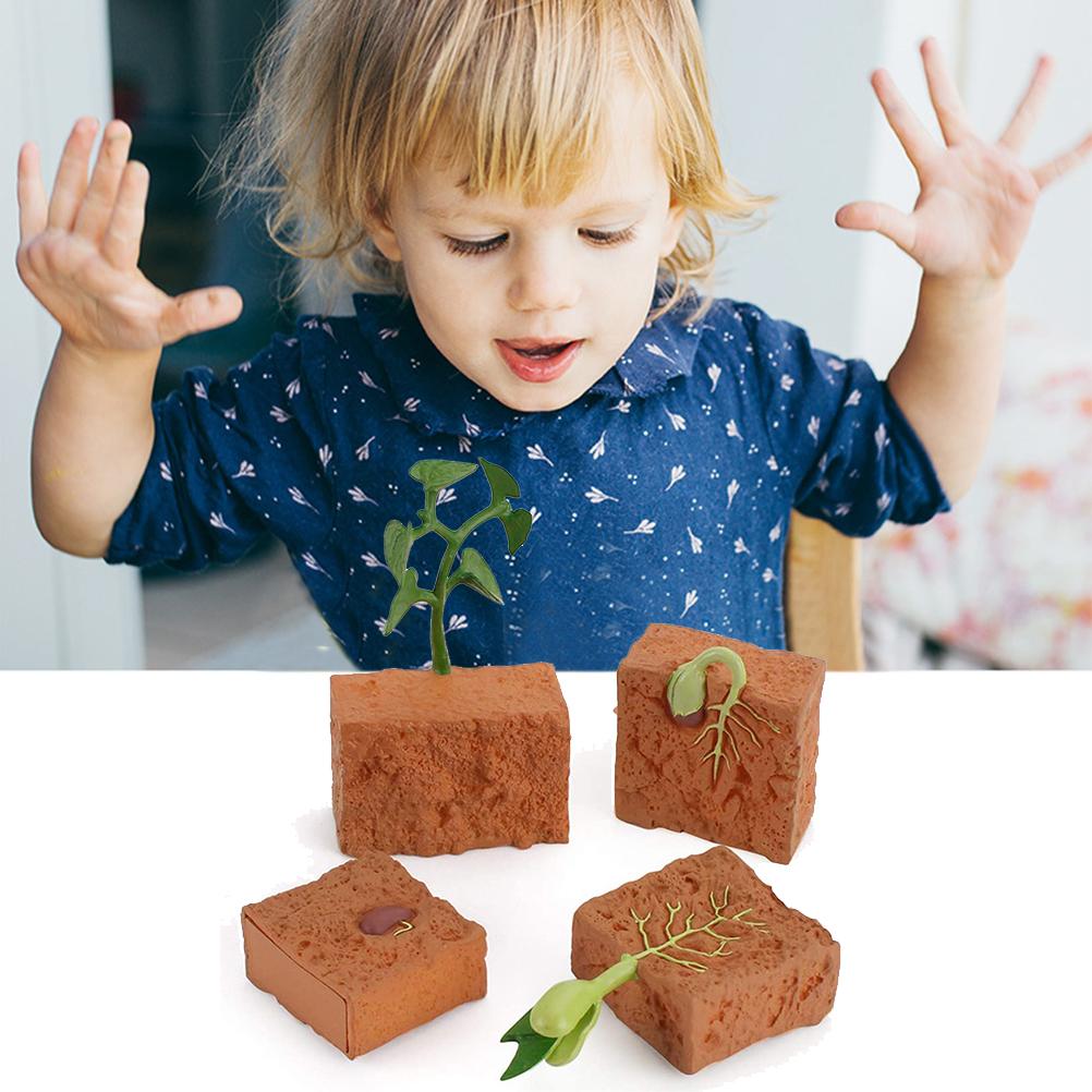 Mung Bean Plant Growth Model Kit Simulation The Li... – Vicedeal