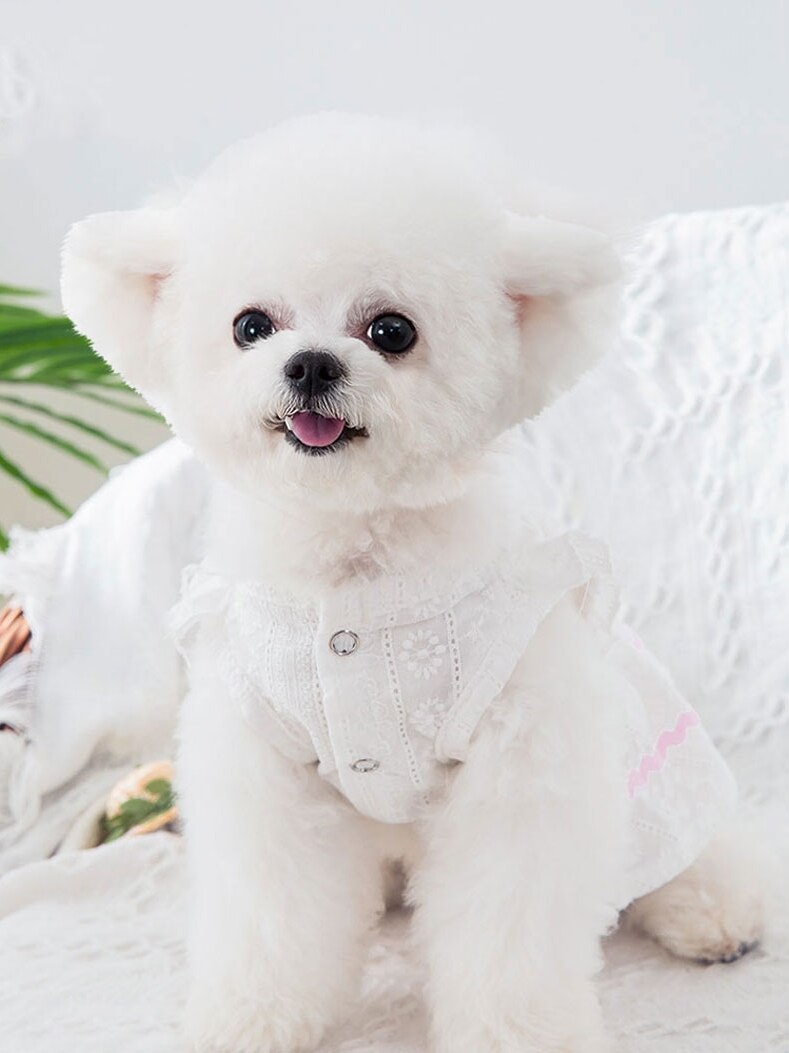 Cute Girl Dog Dress Tutu Summer Cat Skirt Yorkie Y... – Grandado