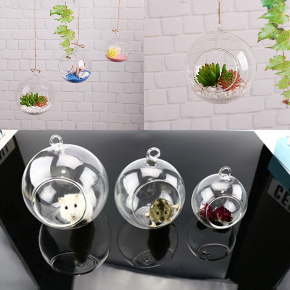 1Pcs Clear Glass Ball Globe Shape Terrarium Ball F... – Grandado