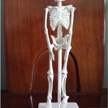 20Cm Human Bone Montage Model Menselijk Skelet Mod... – Vicedeal