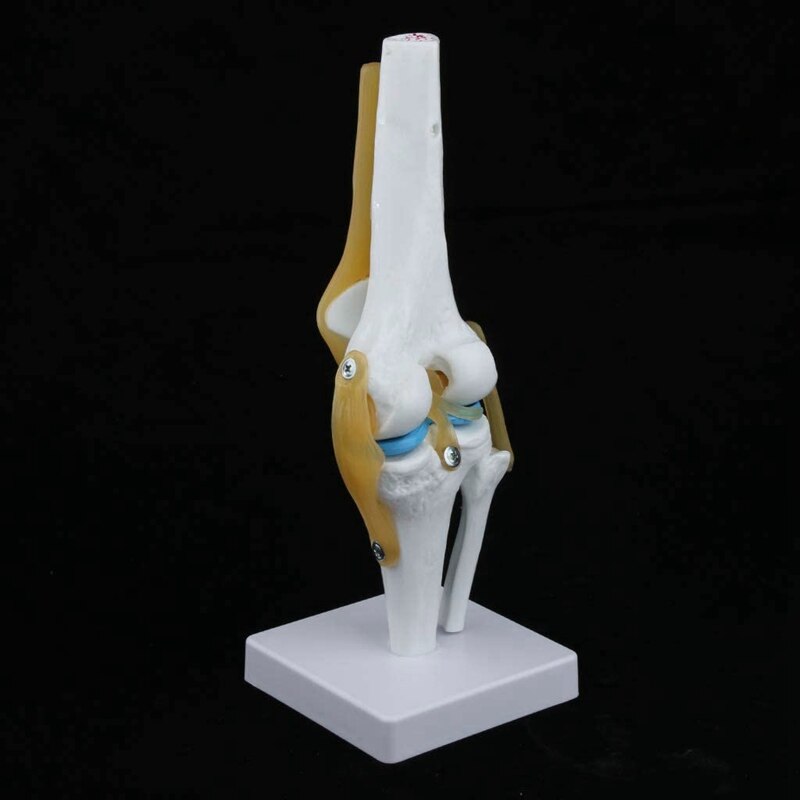 1:1 Levensgrote Knie Anatomisch Model (Menselijk F... – Vicedeal
